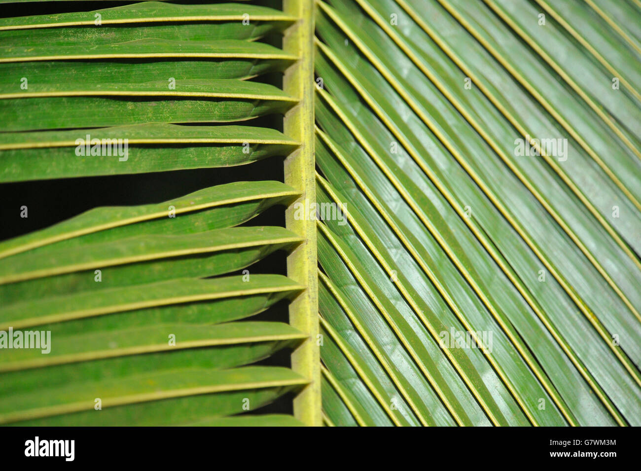 The coconut leaves pattern Stock Photo - Alamy
