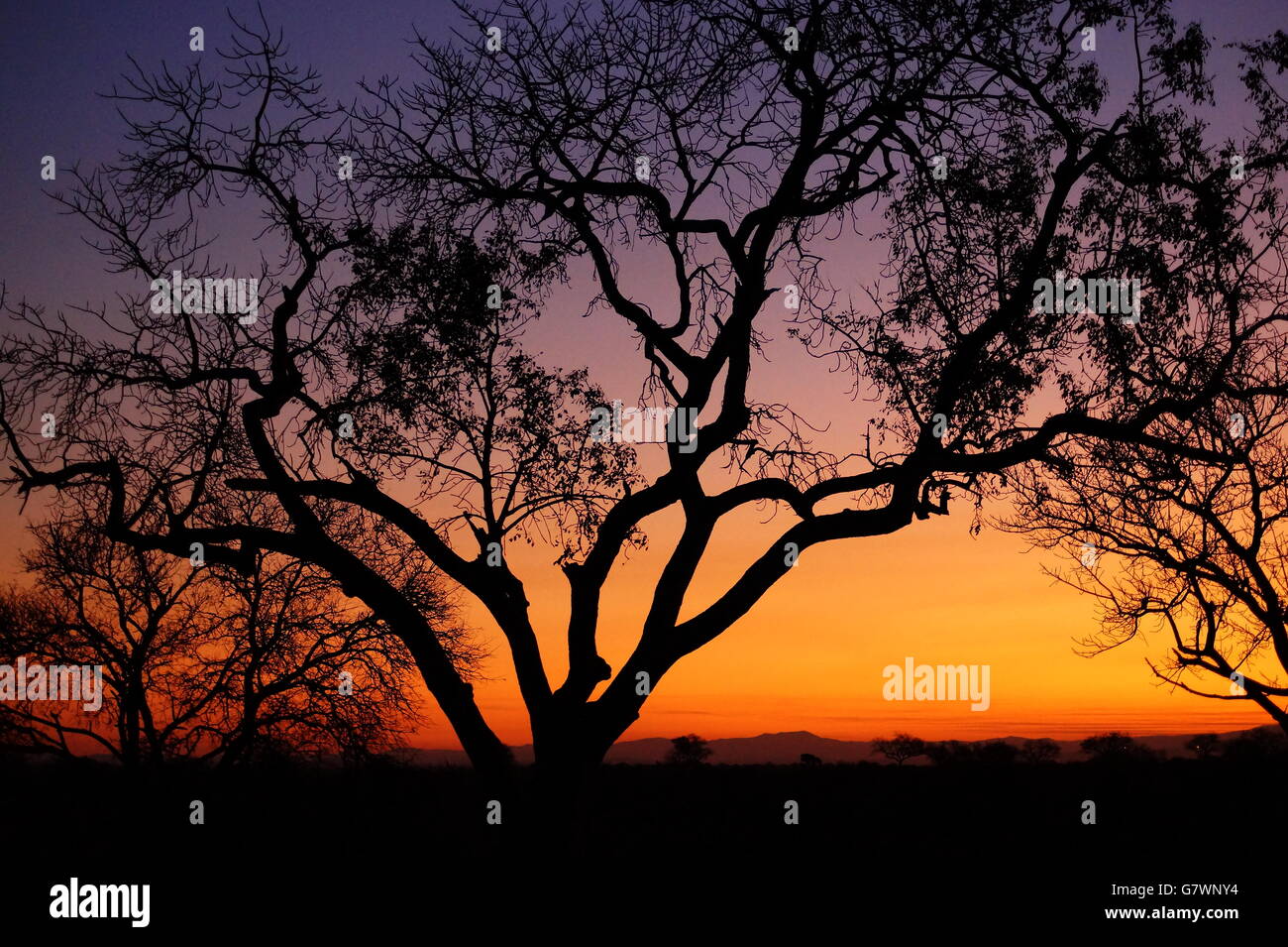 Sunset safari hi-res stock photography and images - Alamy