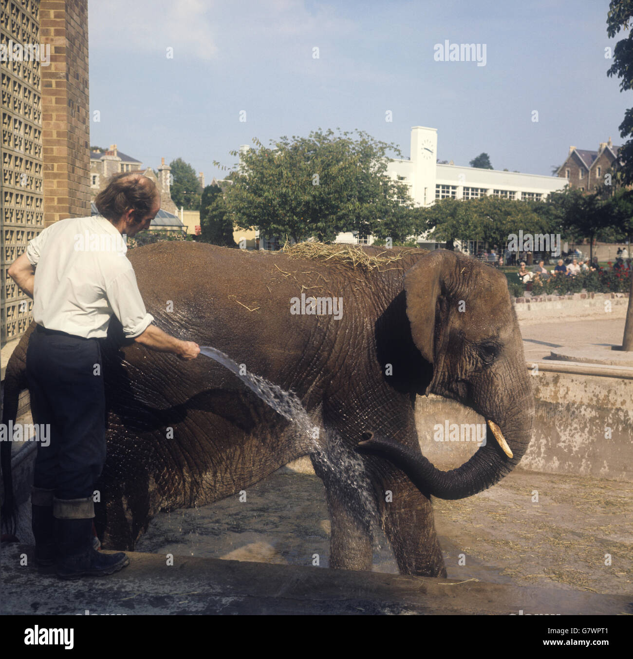 Animals - Wash Time - Elephant - Bristol Zoo Stock Photo - Alamy