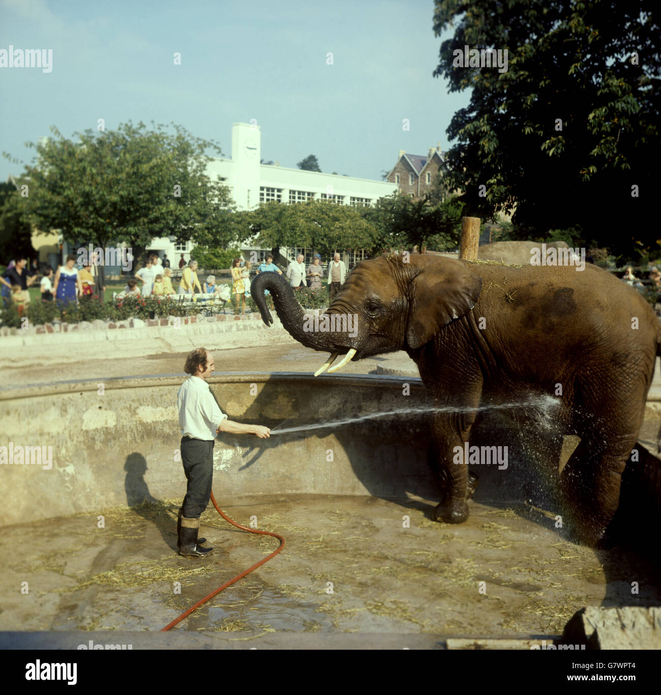 Animals - Wash Time - Elephant - Bristol Zoo. Shower bath time for an ...
