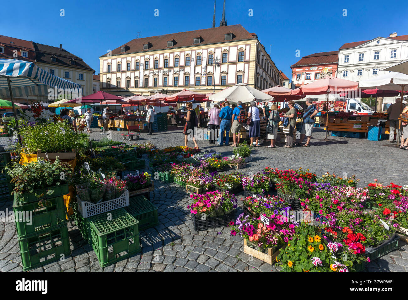 Square cabbage hi-res stock photography and images - Alamy