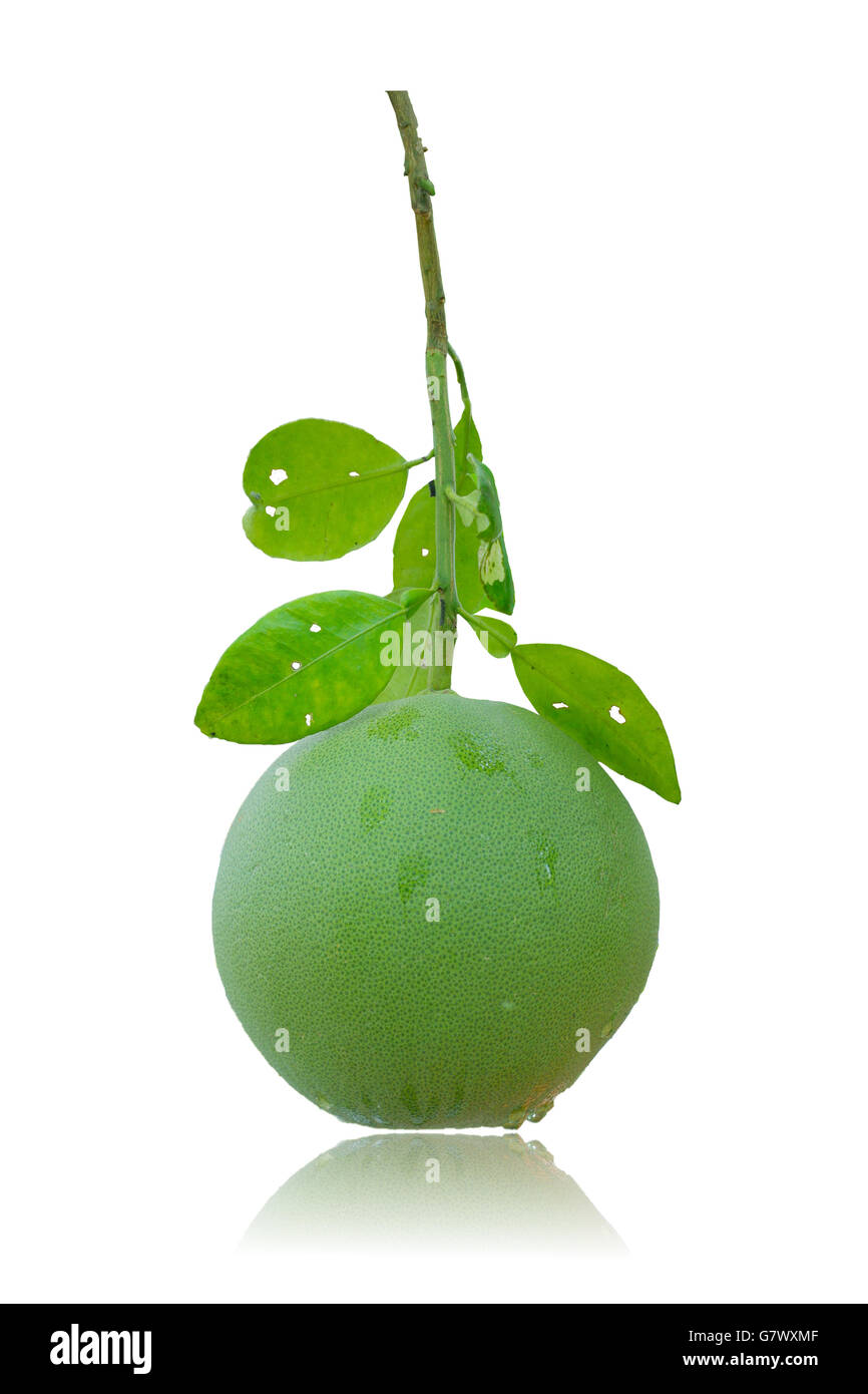 grapefruit green isolated on white background Stock Photo - Alamy