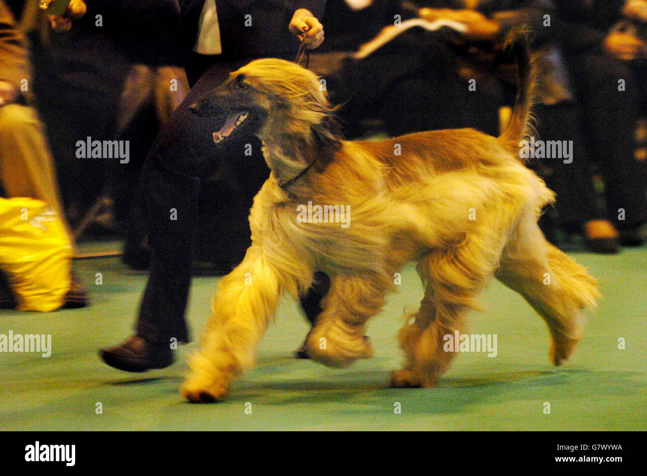 Crufts Dog Show - National Exhibition Centre Stock Photo - Alamy