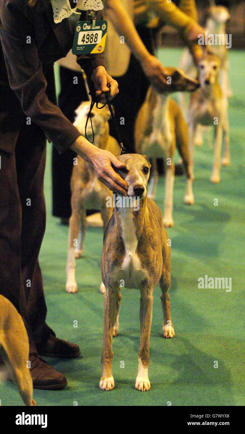 Dog show line up hi-res stock photography and images - Alamy
