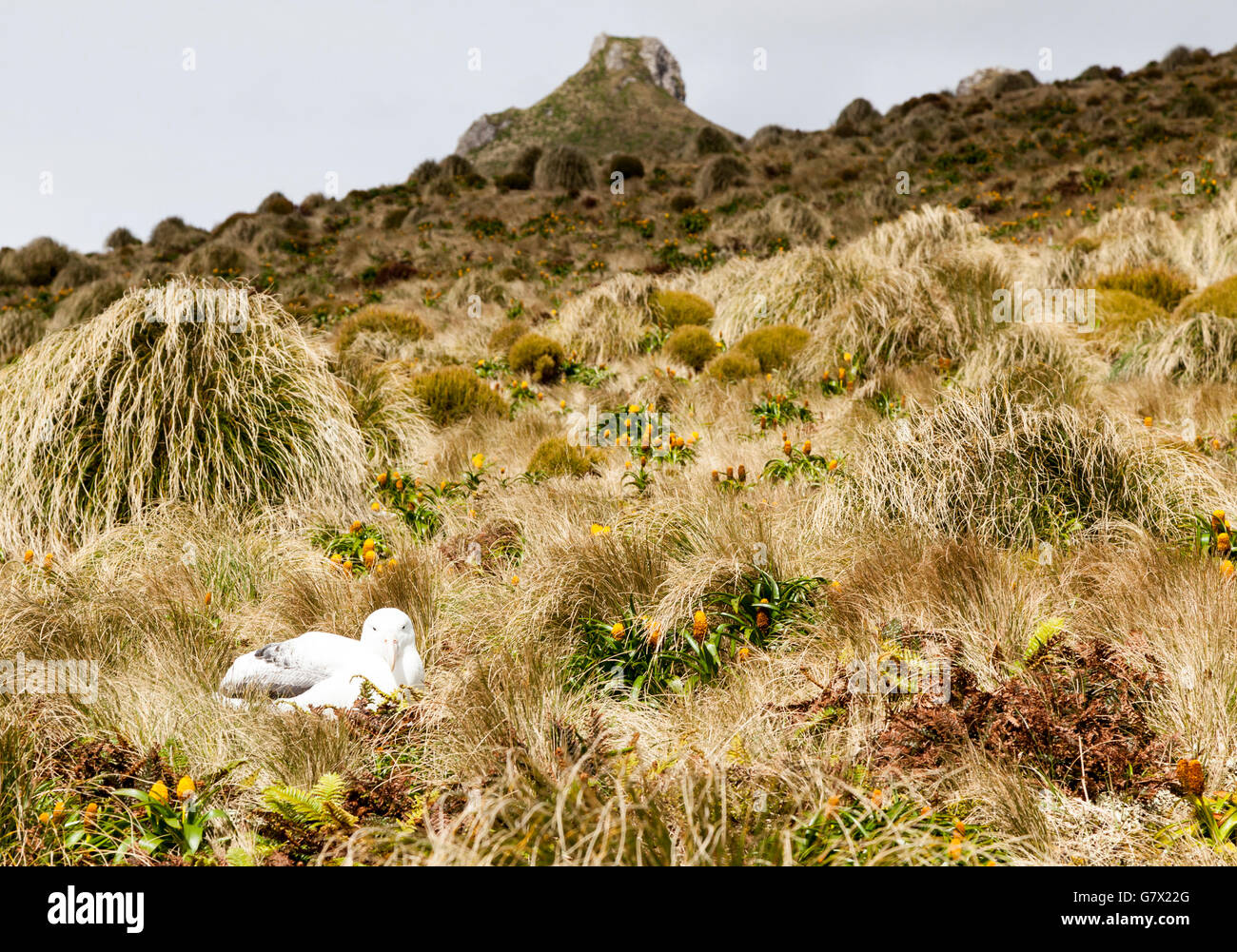 Southern Royal Albatross nesting at Campbell Island, New Zealand sub ...