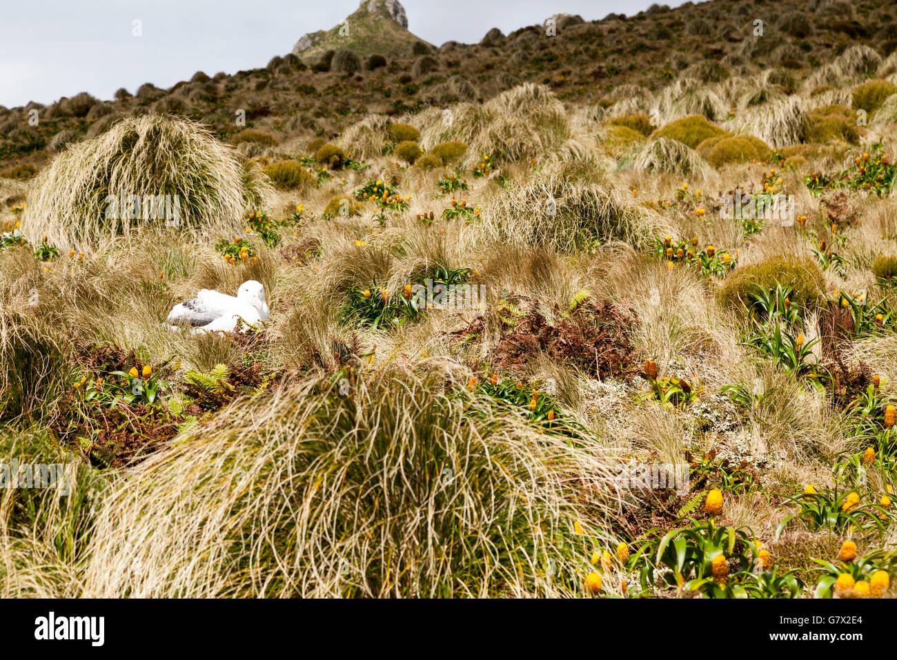 Southern Royal Albatross nesting at Campbell Island, New Zealand sub ...