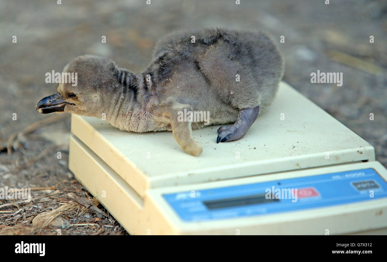 Java one of eight baby Humboldt penguin chicks that have been hatched ...