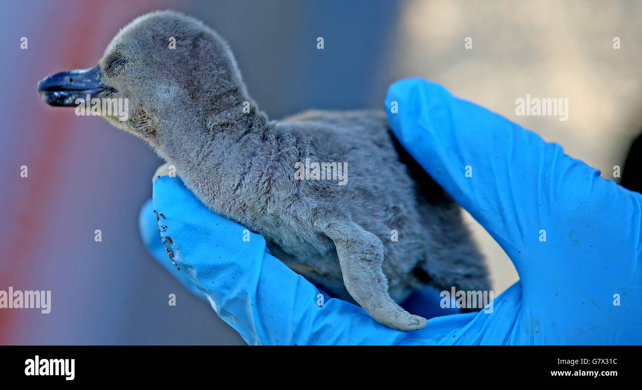 Tuma hi-res stock photography and images - Alamy