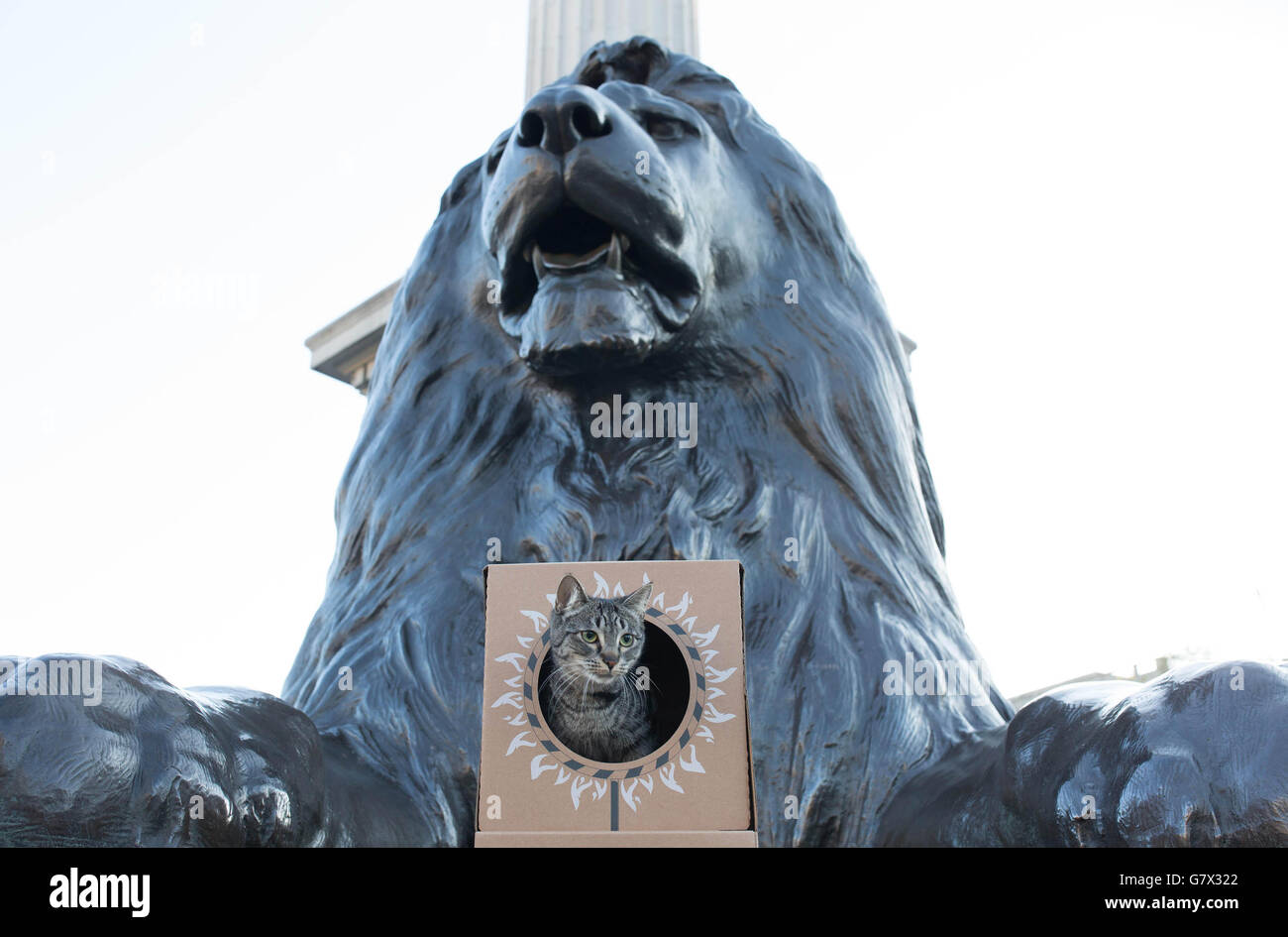 Poopy Cat mascot Cheesy in Trafalgar Square after being cycled from ...