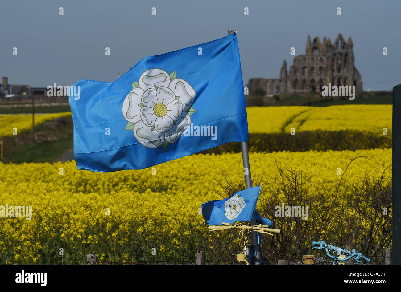 A view of a Yorkshire Rose flag near Whitby Abbey along the route for ...