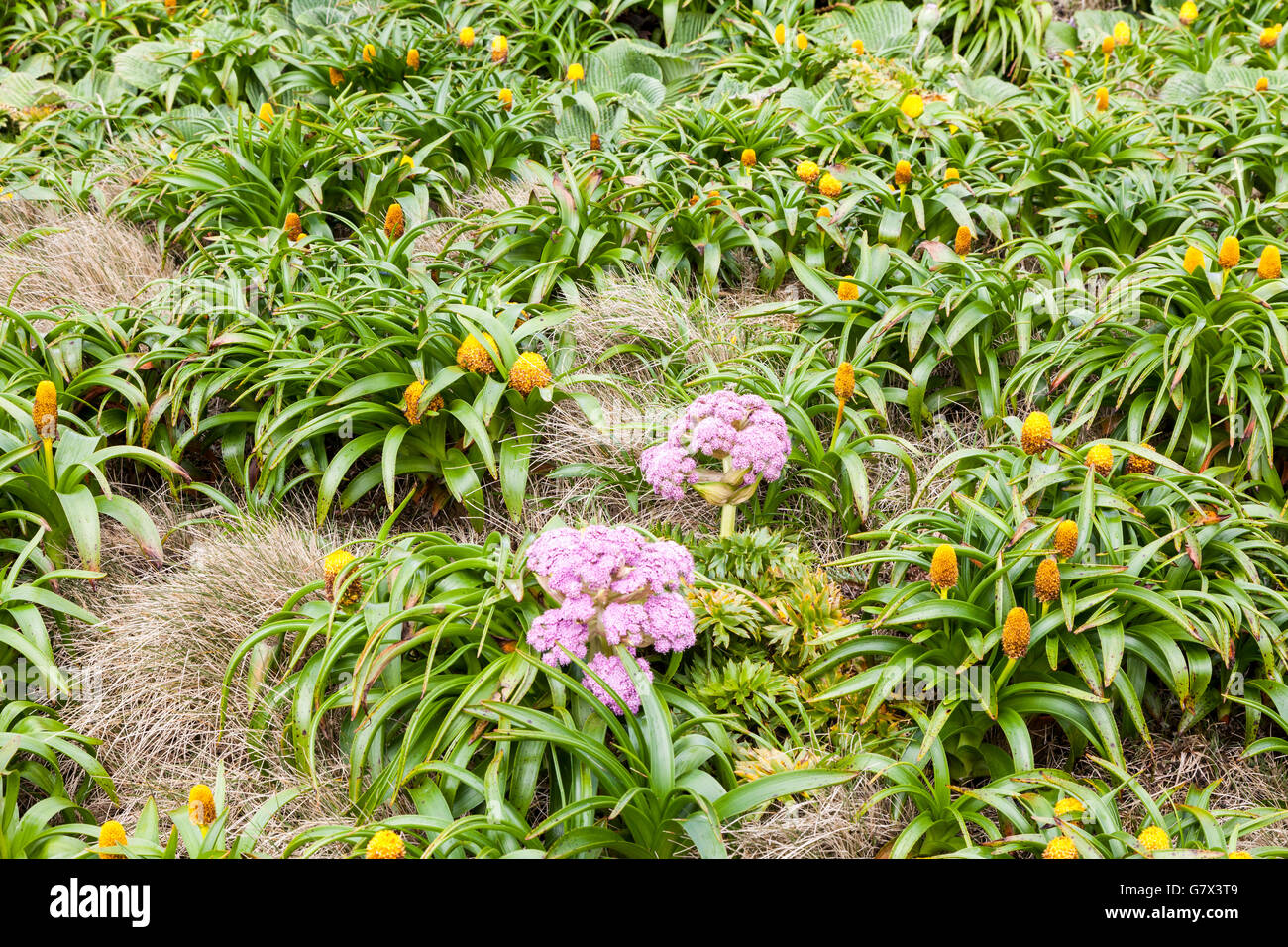 Megaherbs campbell island new zealand hi-res stock photography and ...