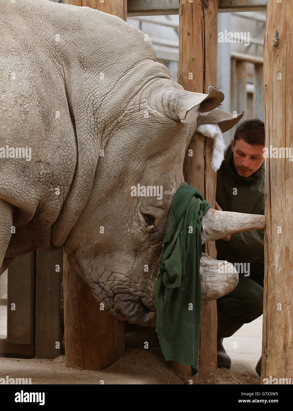 Keeper Graeme Alexander watches over Lucy, a two-tonne rhino who is ...