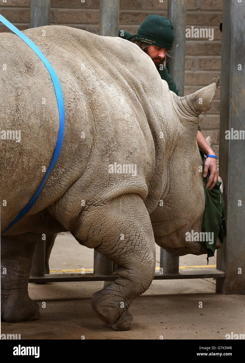 Rhino Human Size Comparison