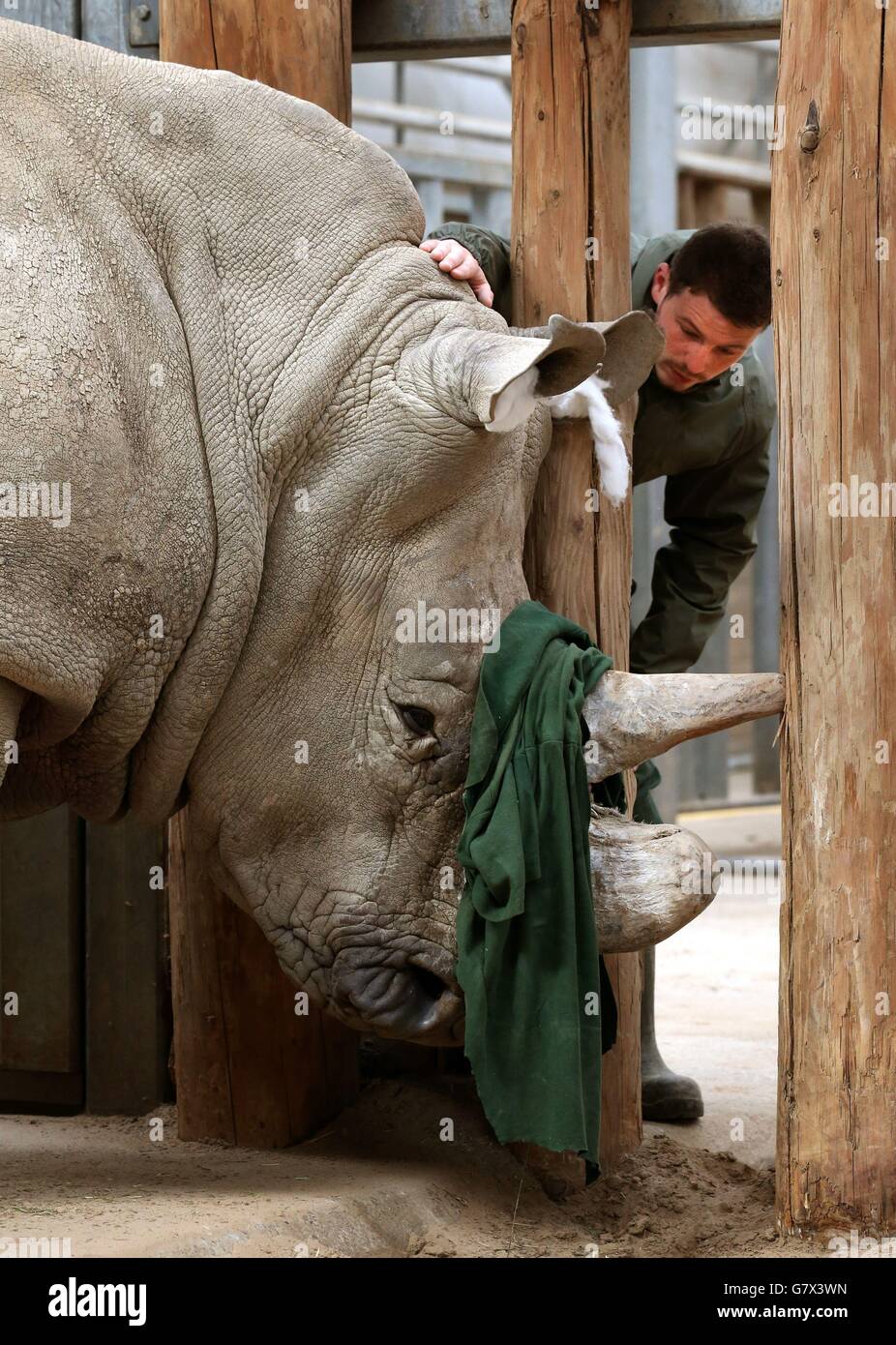 Keeper Graeme Alexander watches over Lucy, a two-tonne rhino who is ...