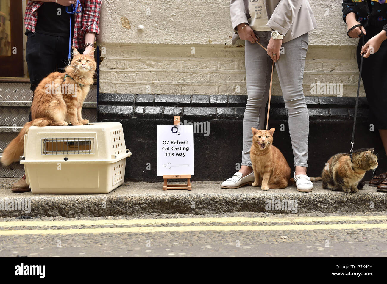 S happiest cat new face o2 refresh hi-res stock photography and images ...