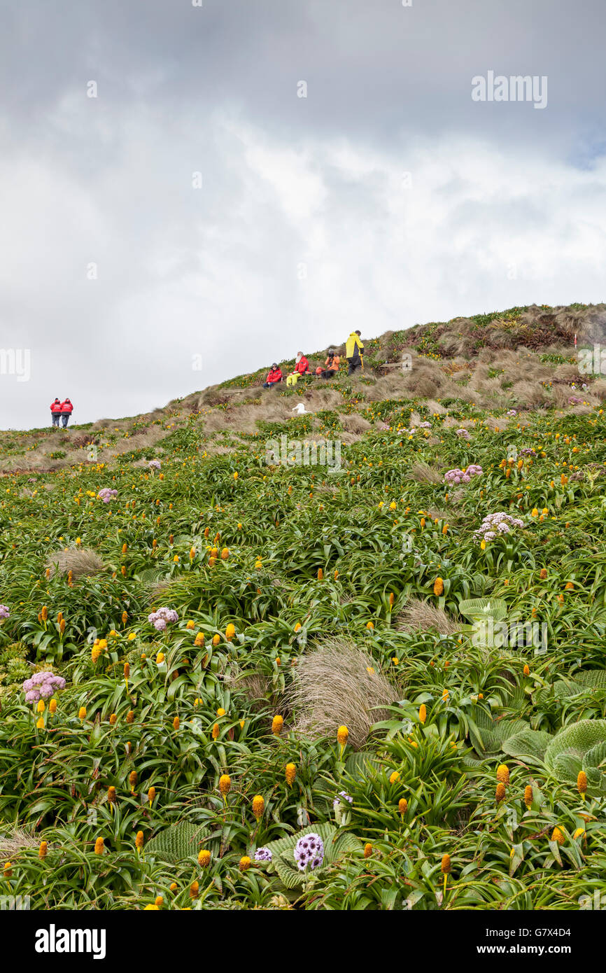 Megaherbs campbell island new zealand hi-res stock photography and ...