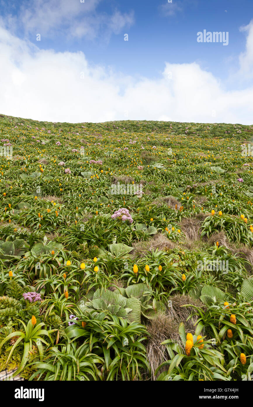 Megaherbs campbell island new zealand hi-res stock photography and ...