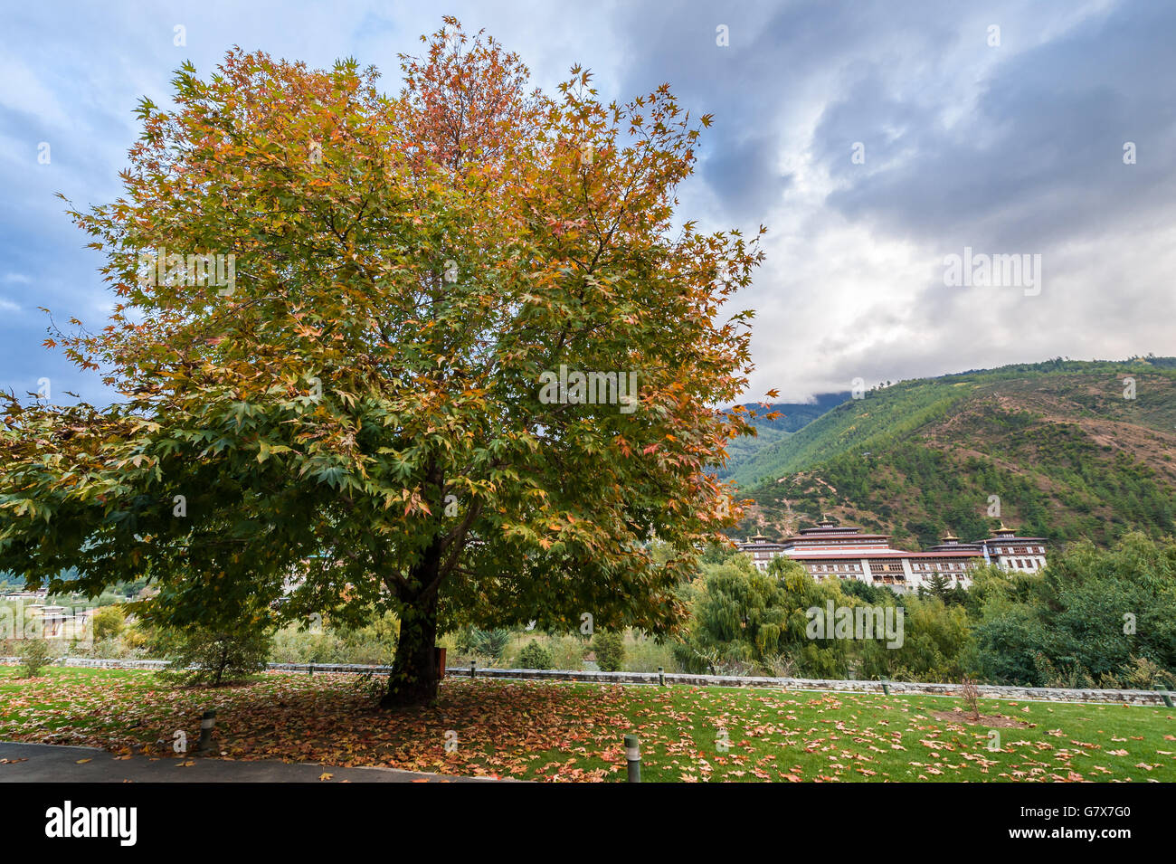 Autumn leaves with Bhutan king's residence in background Stock Photo ...