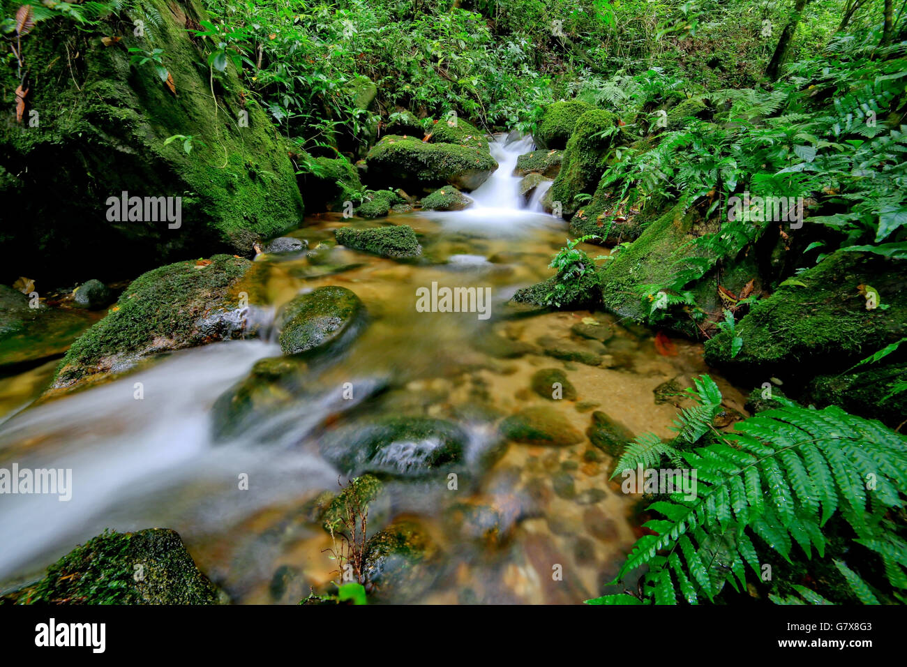 water flowing on the rain forest Stock Photo - Alamy