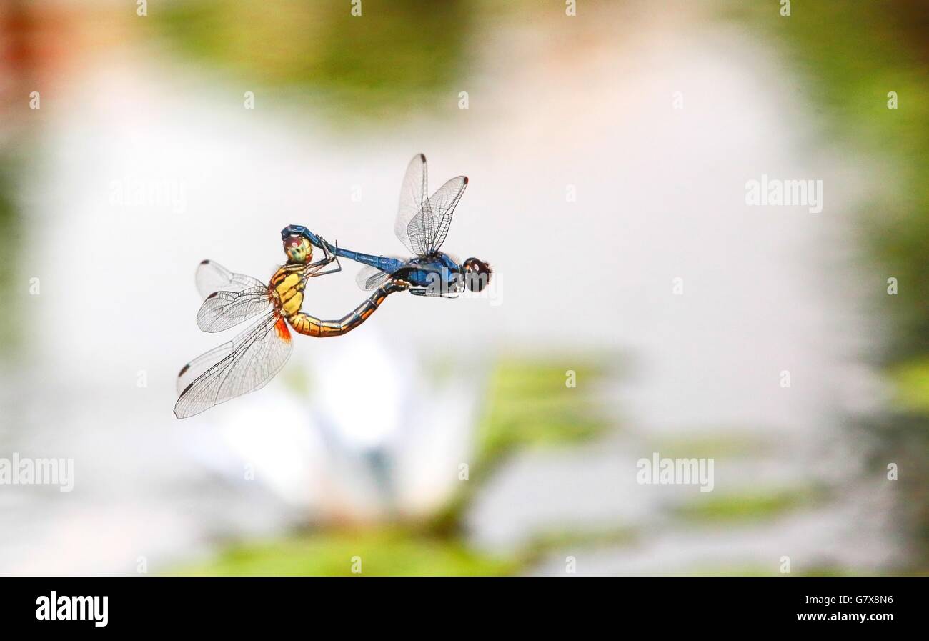 Couple dragonfly hi-res stock photography and images - Alamy