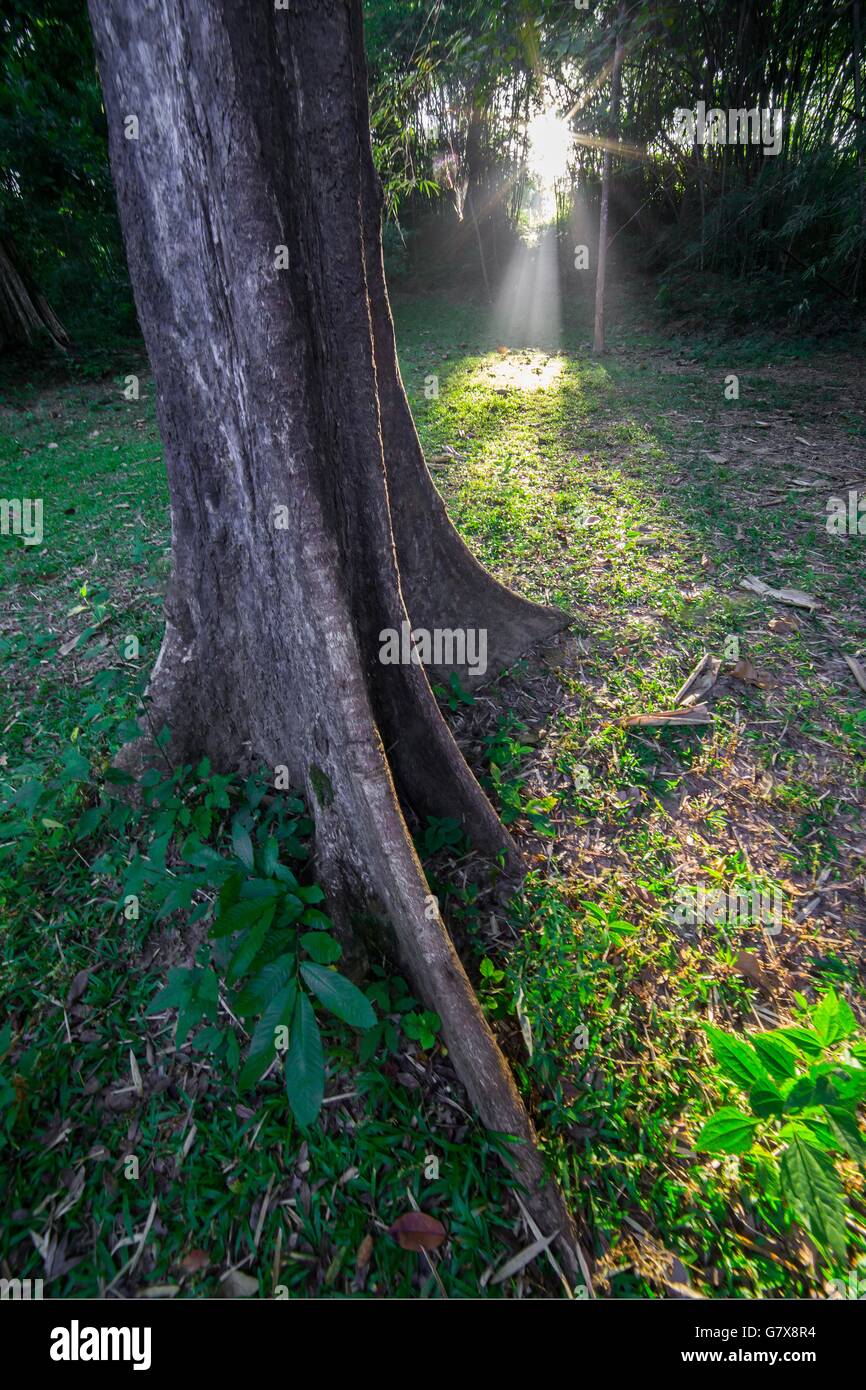 Tree with the sun behind Stock Photo - Alamy