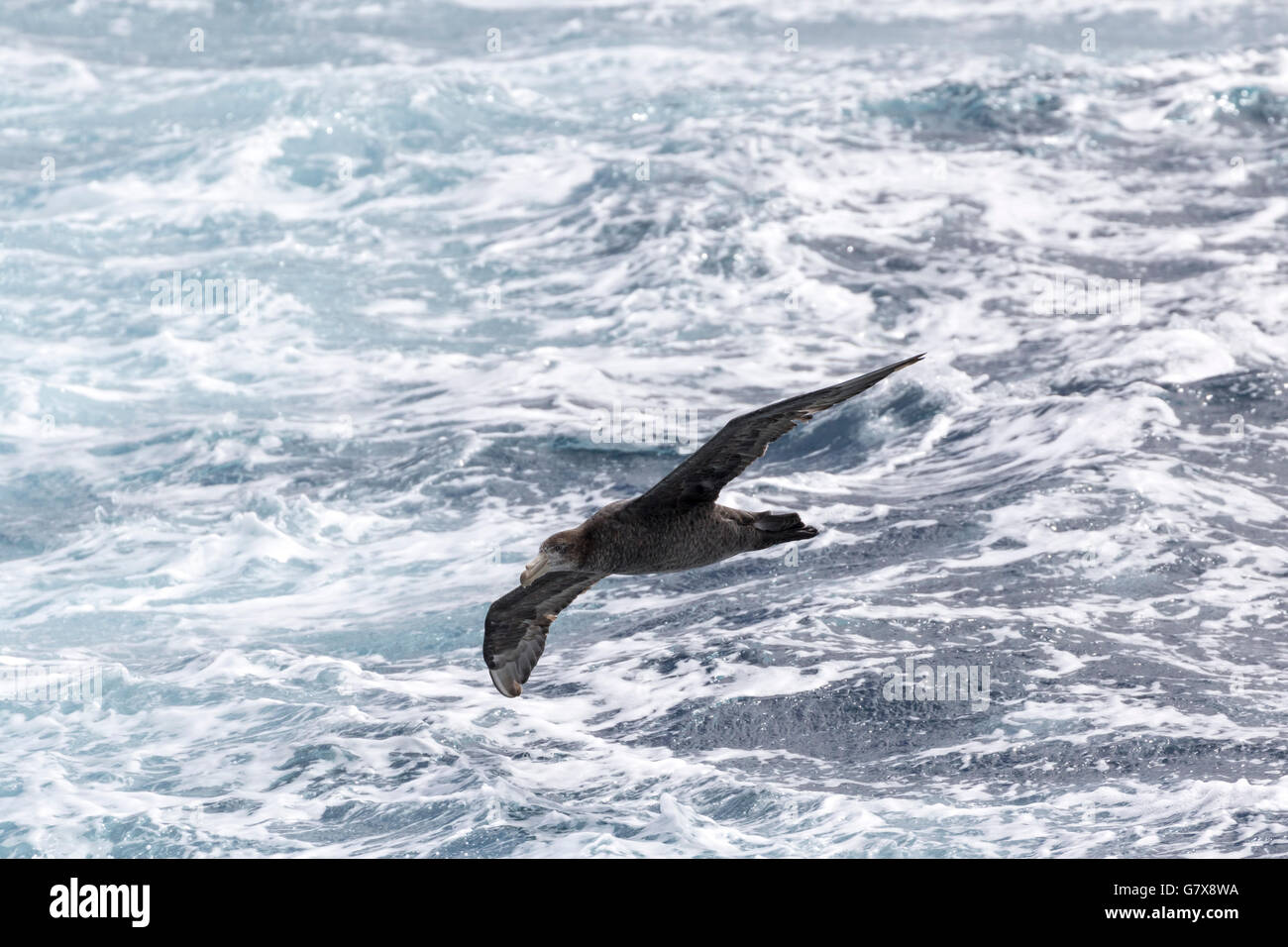 Giant Petrel in flight off Campbell Island, New Zealand sub-Antarctic ...