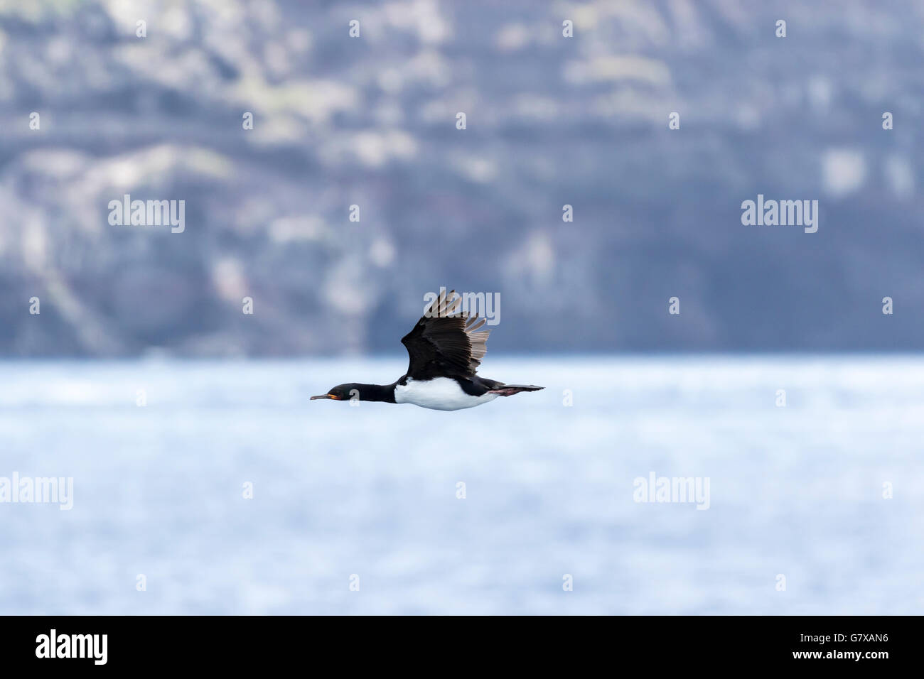 Campbell island shag hi-res stock photography and images - Alamy
