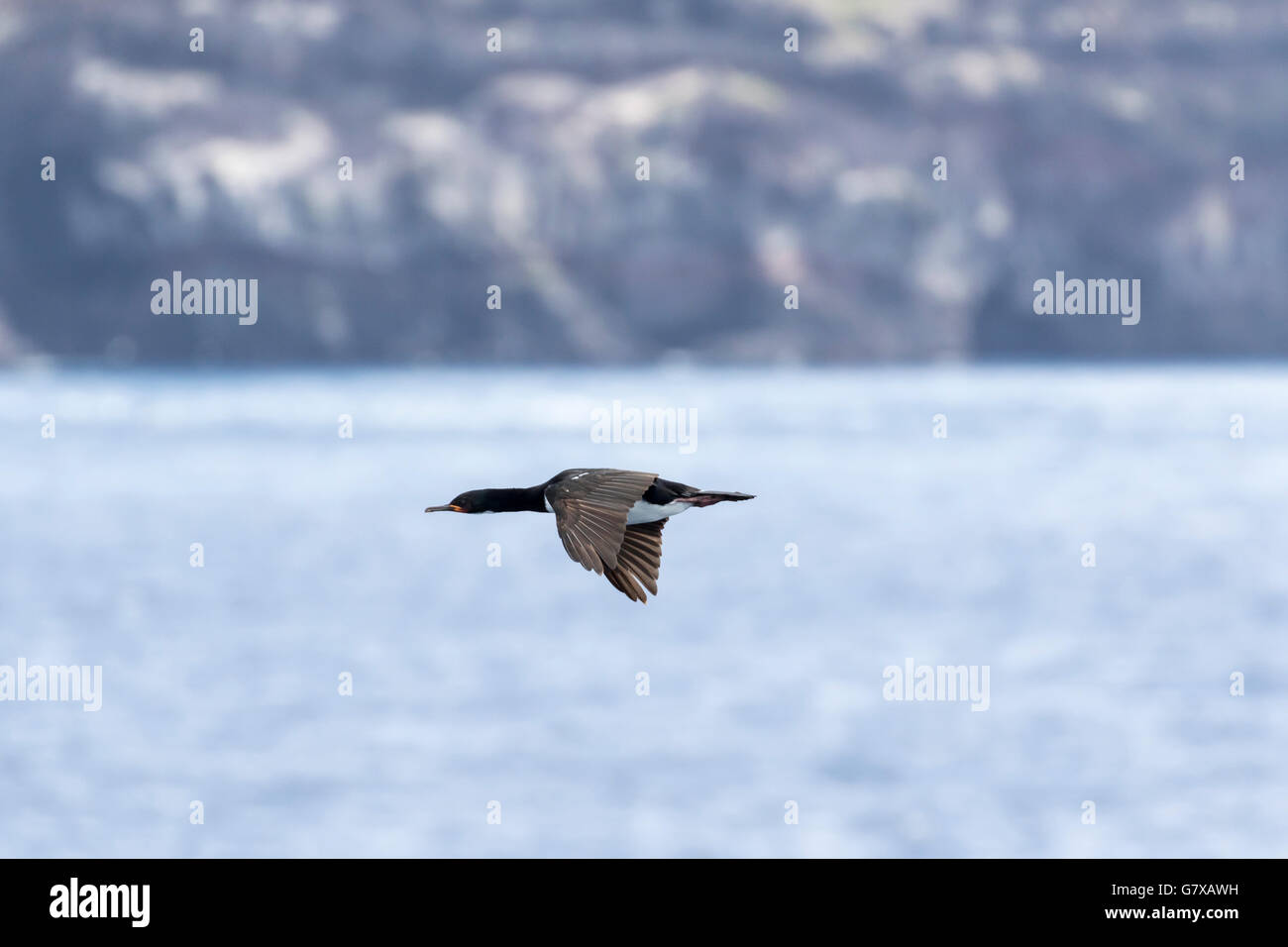 Campbell Island shag in flight off Campbell Island, New Zealand sub ...