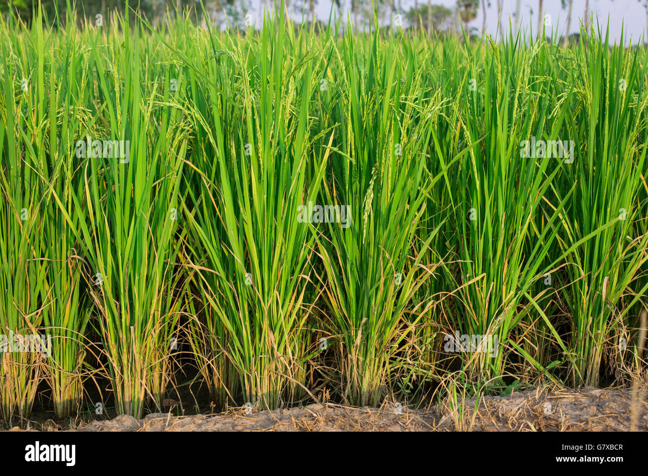 rice crop nearly ready for harvest Stock Photo - Alamy