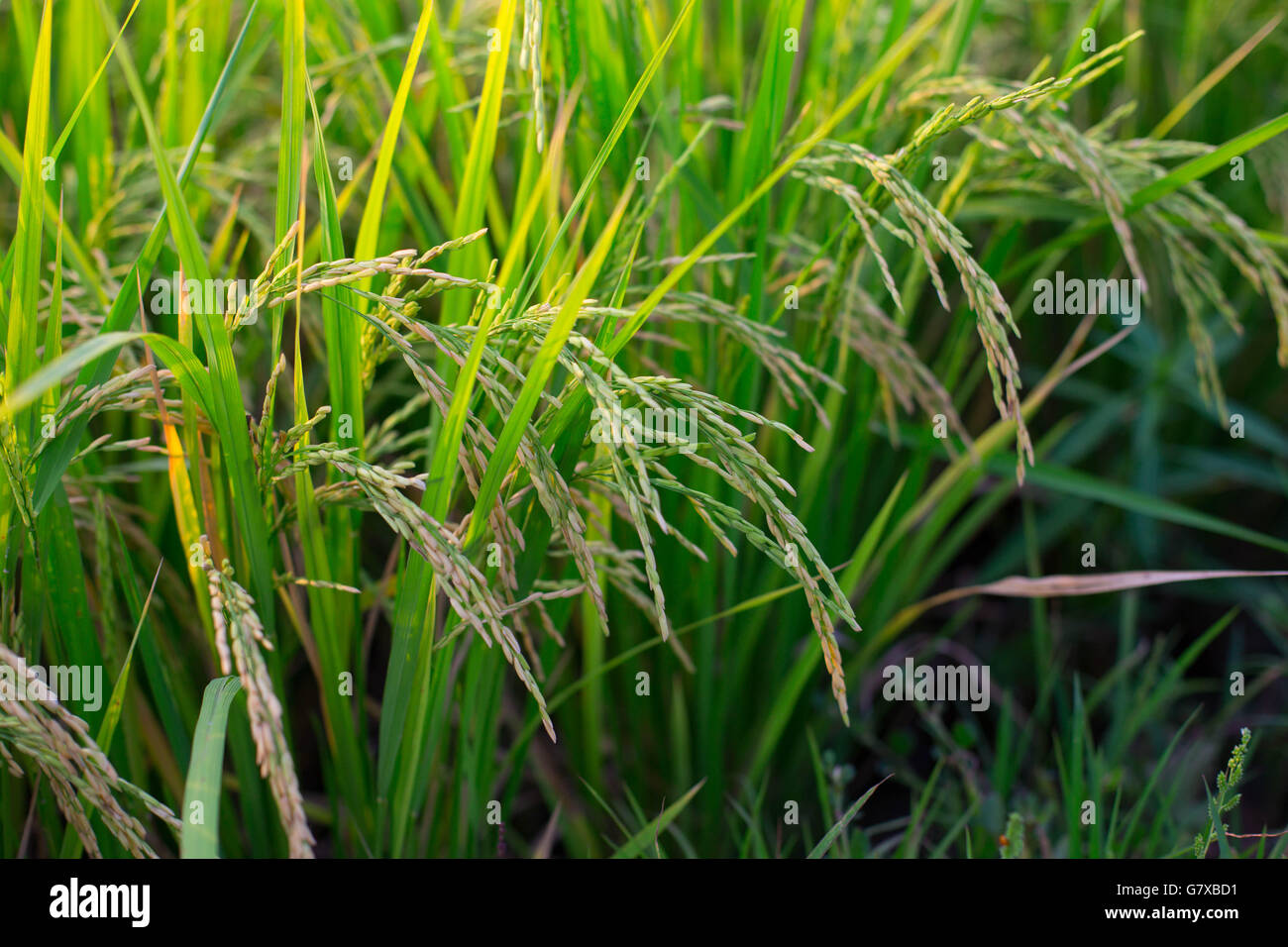 rice crop nearly ready for harvest Stock Photo - Alamy
