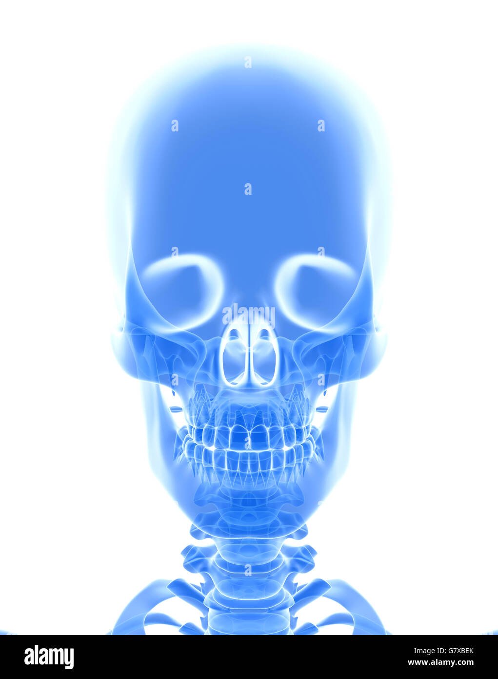 Male cranium hi-res stock photography and images - Alamy