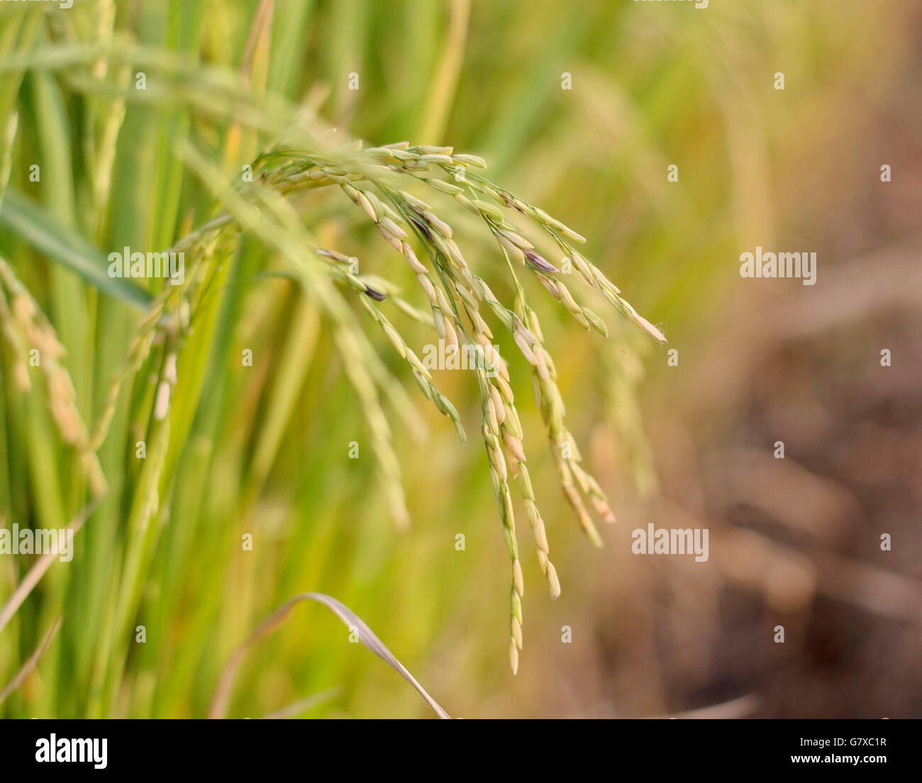 rice crop nearly ready for harvest Stock Photo - Alamy