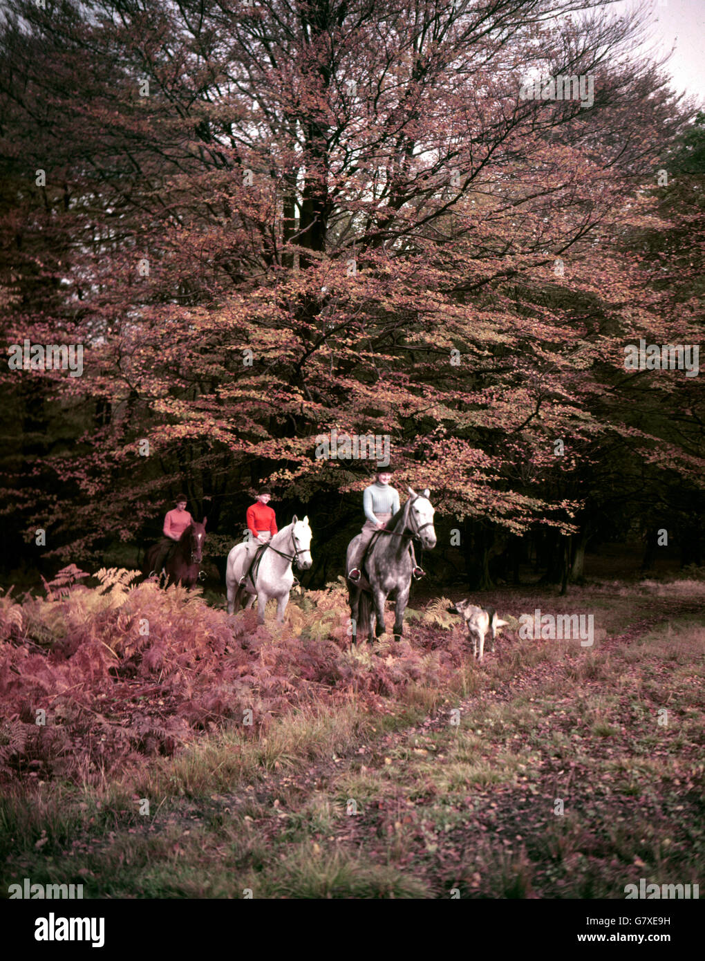 Riding horses forest woods trees hi-res stock photography and images ...