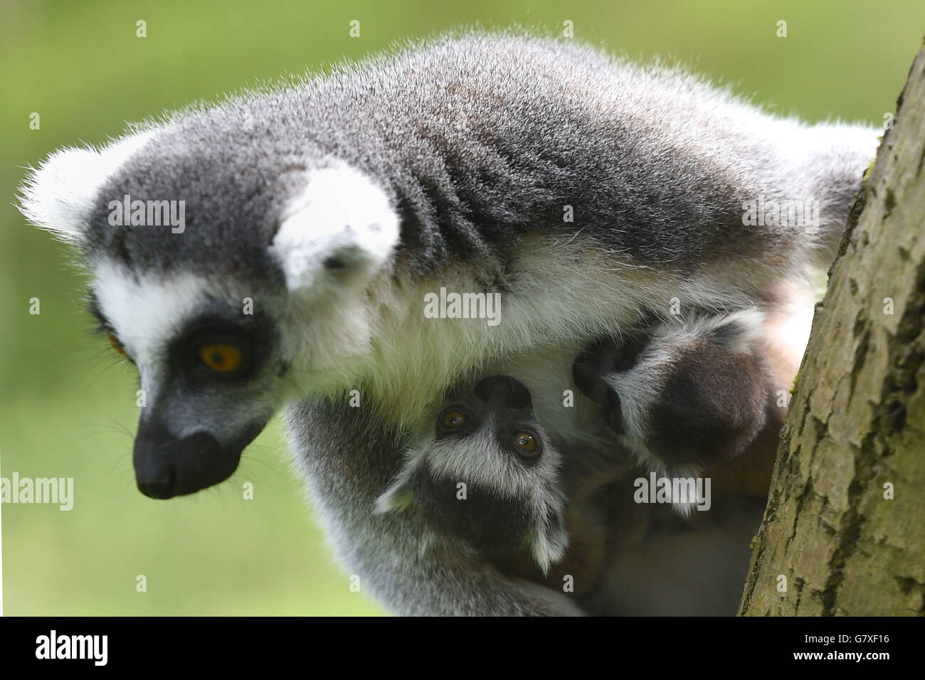 One week-old Ring-tailed Lemur twins cling to their mother, Cara, at ...