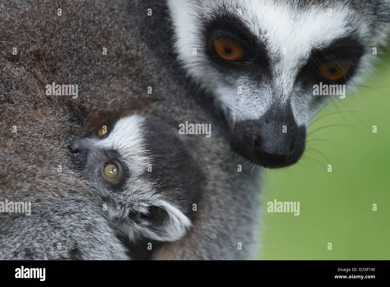 One of the week-old Ring-tailed Lemur twins clings to its mother, Cara ...