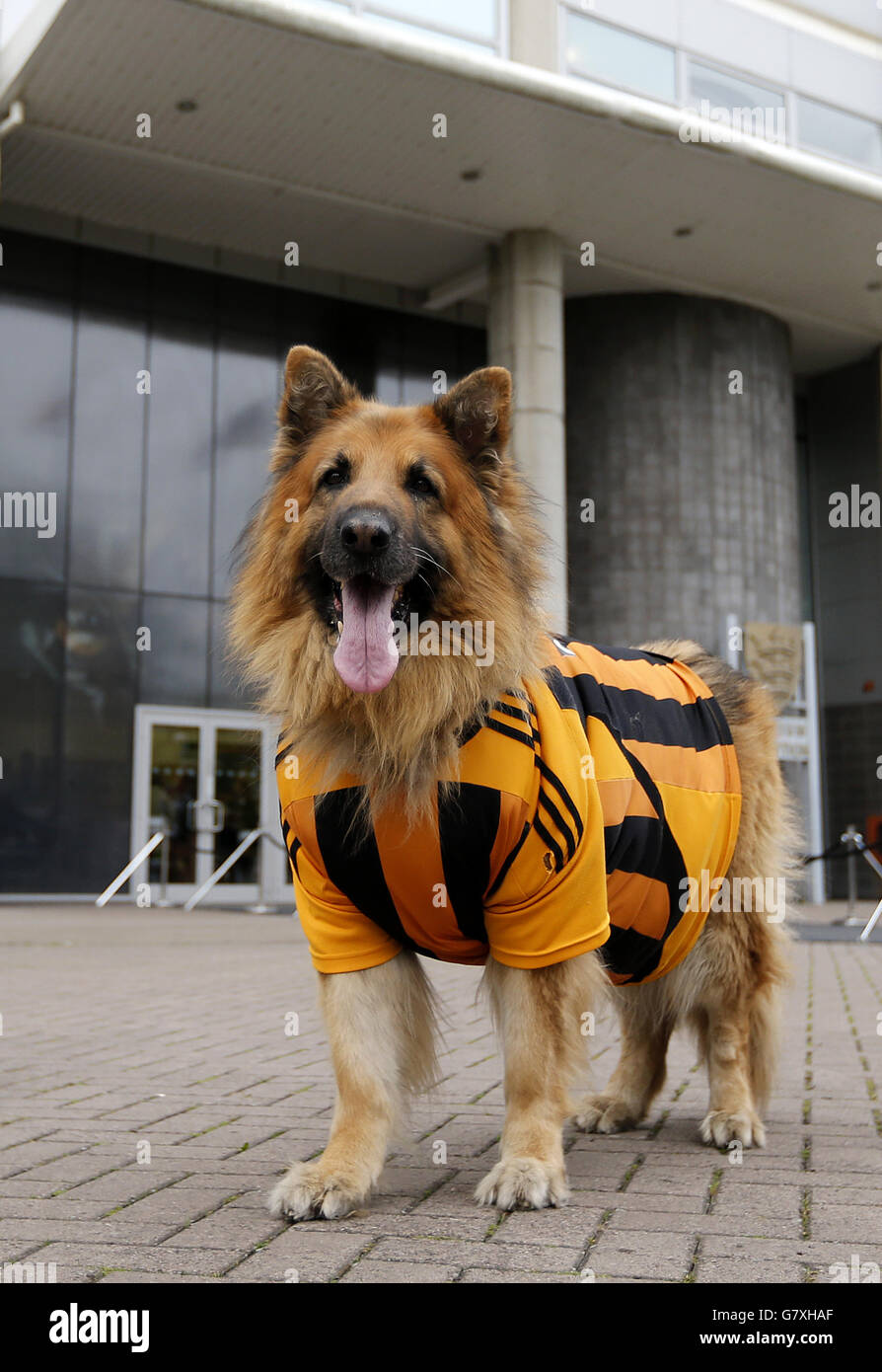 A dog wearing Hull City colours before the Barclays Premier League ...
