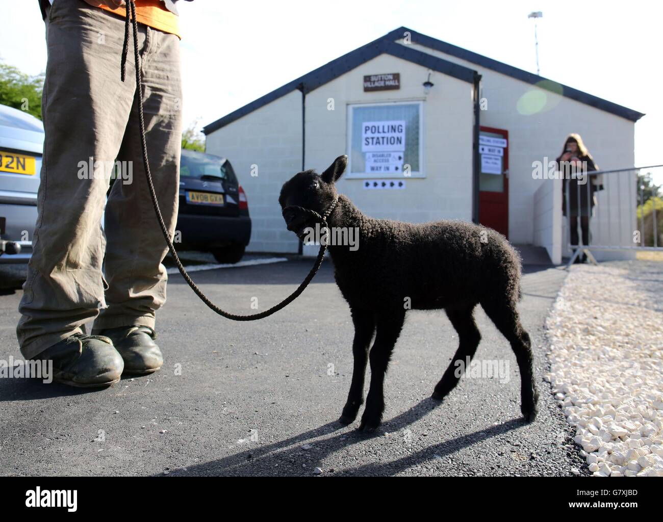 Eric Preston walks his pet lamb Beth as he attends Sutton village hall ...