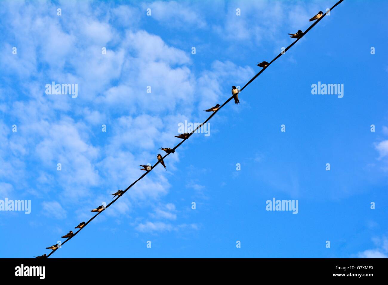 Birds sitting on a power line in Galle Sri Lanka Stock Photo - Alamy