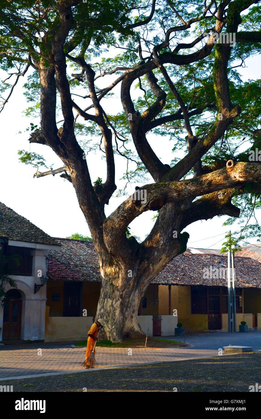 Rain tree in front of colonial building in Galle Sri lanka Stock Photo ...