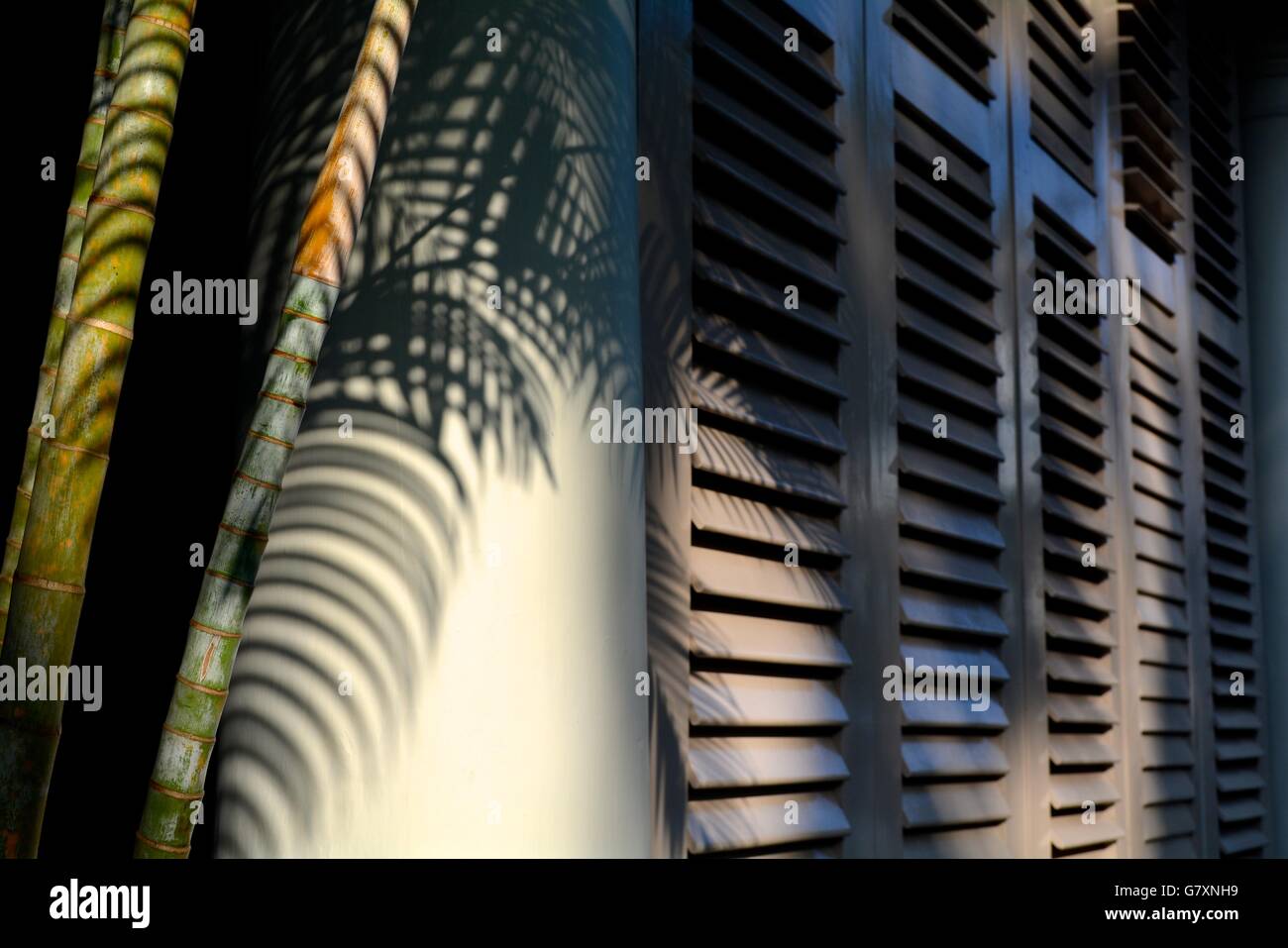 Leaf shadows on bamboo hi-res stock photography and images - Alamy