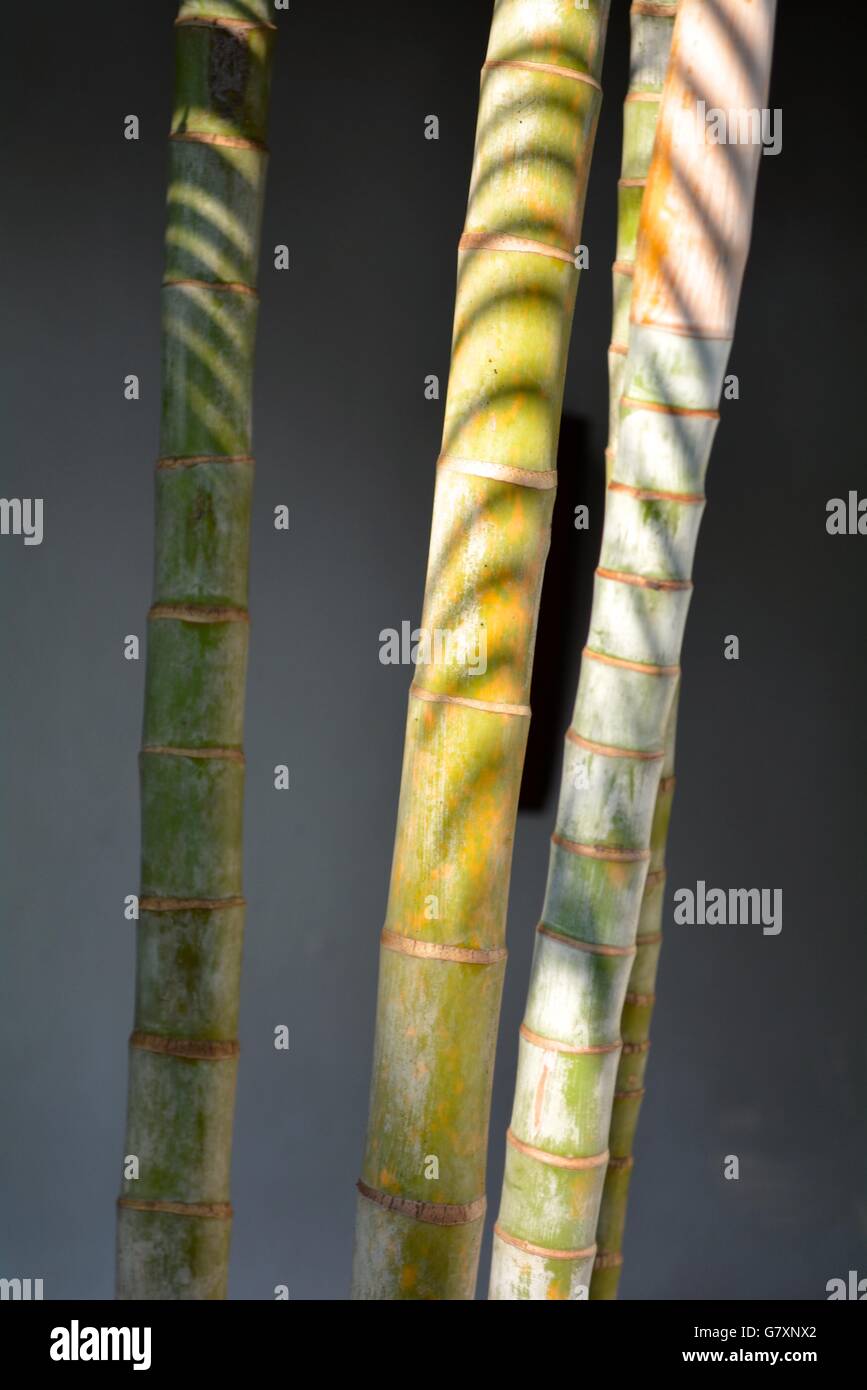 Bamboo shadow hi-res stock photography and images - Alamy