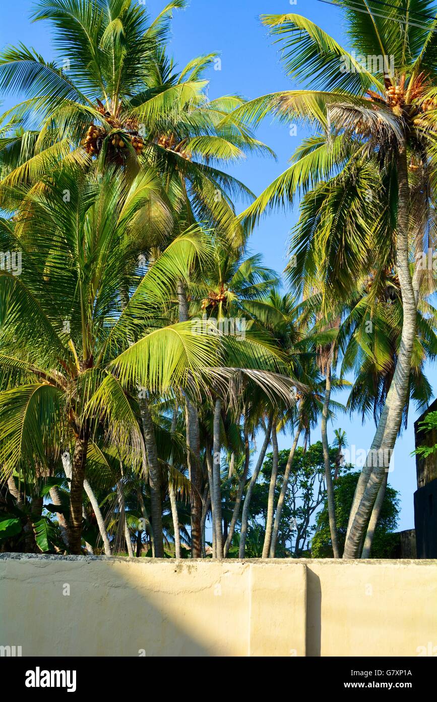 Trees and wall hi-res stock photography and images - Alamy