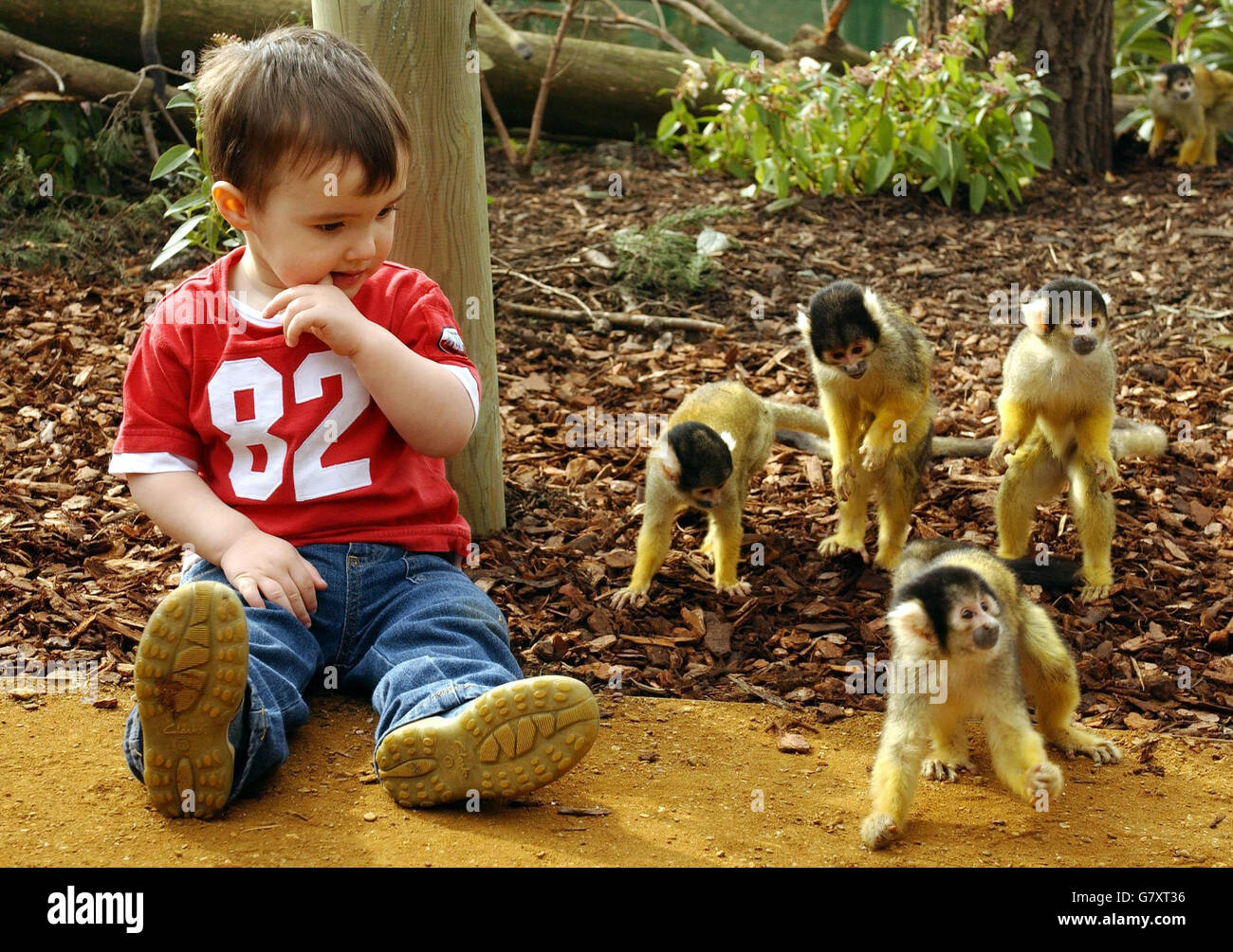 Meet monkeys walk through enclosure london zoo hi-res stock photography ...