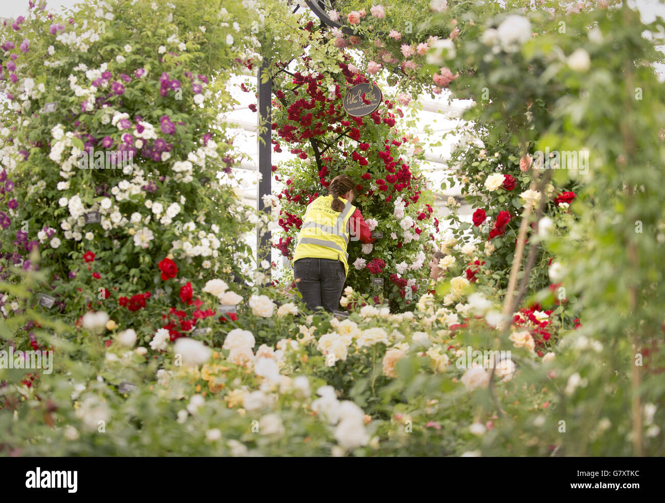 Final preparations are made to a display of Roses by Peter Beales at ...
