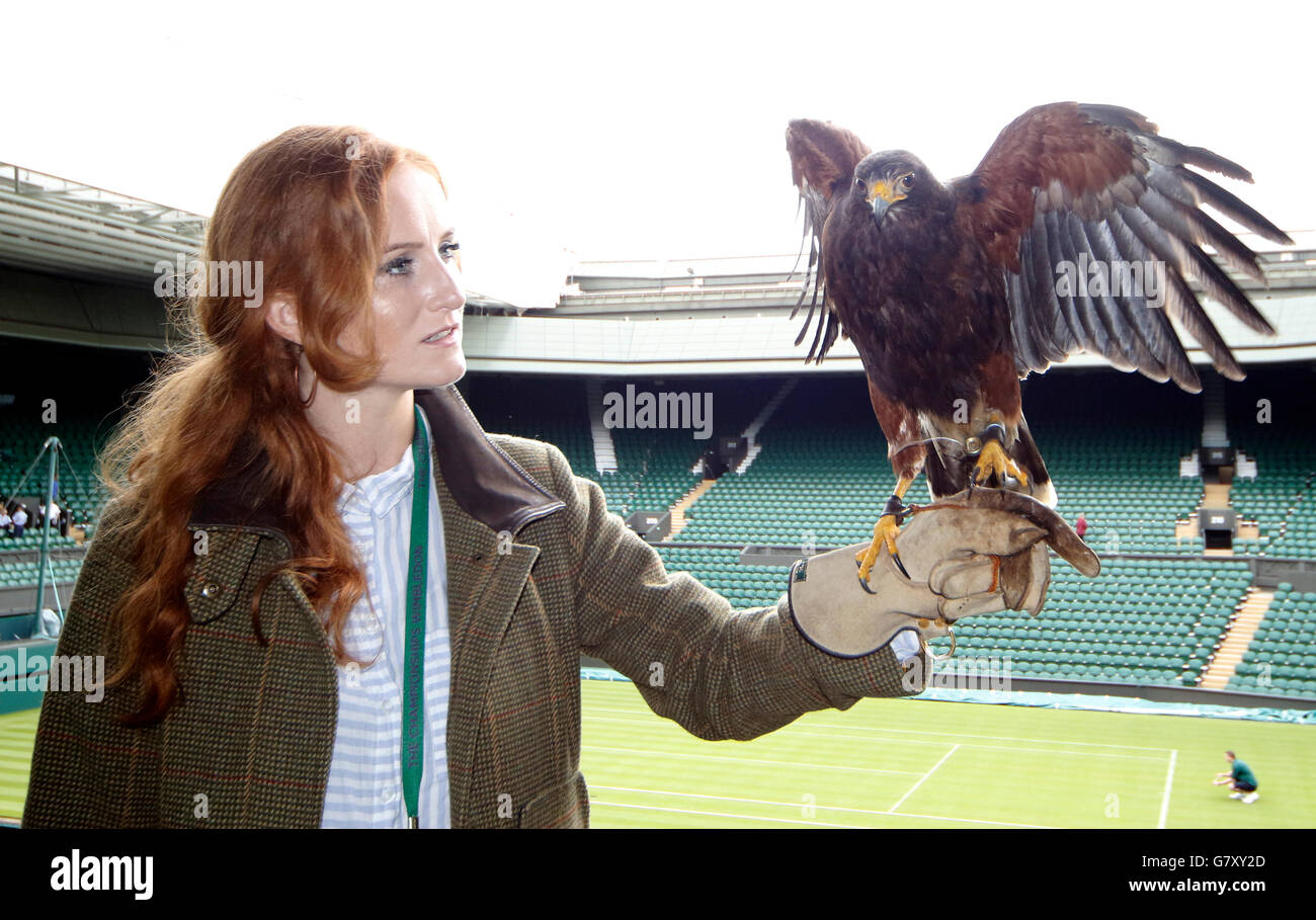 London, UK. 27th June, 2016. Rufus The Wimbledon Hawk Pigeons Scarer ...