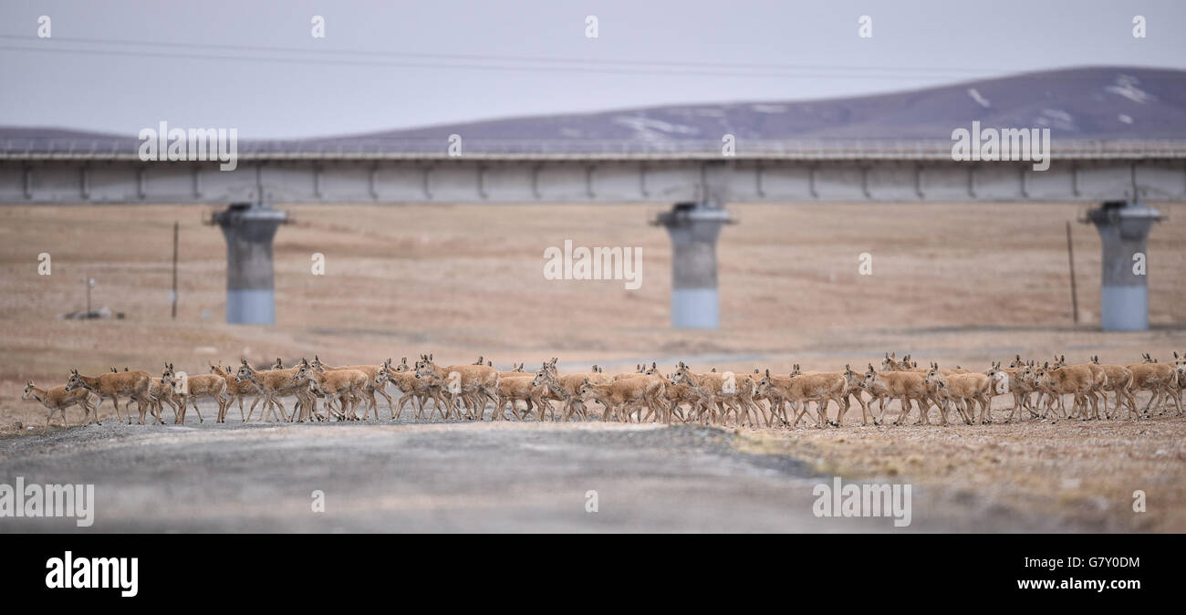 Capital of qinghai province hi-res stock photography and images - Alamy