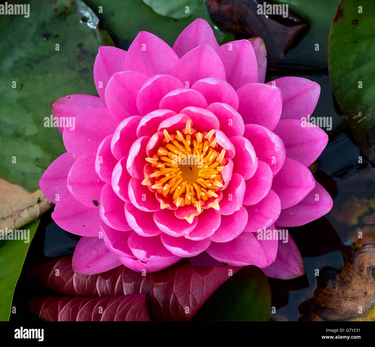 Gross Rietz, Germany. 26th June, 2016. A flowering water lily pictured ...