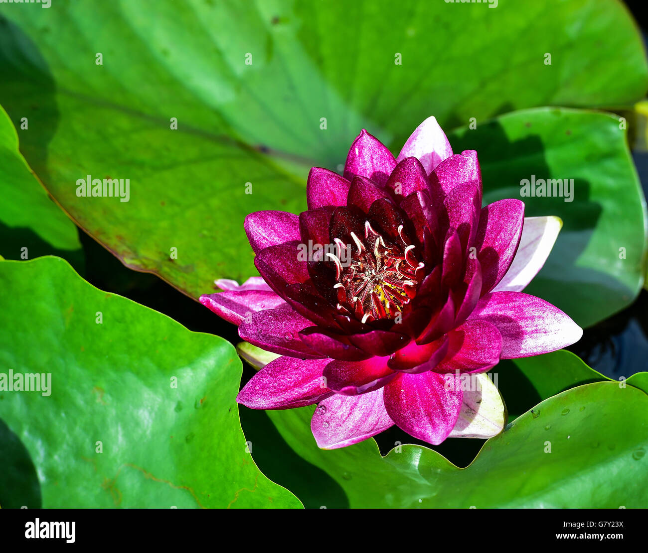 Gross Rietz, Germany. 26th June, 2016. A flowering water lily pictured ...