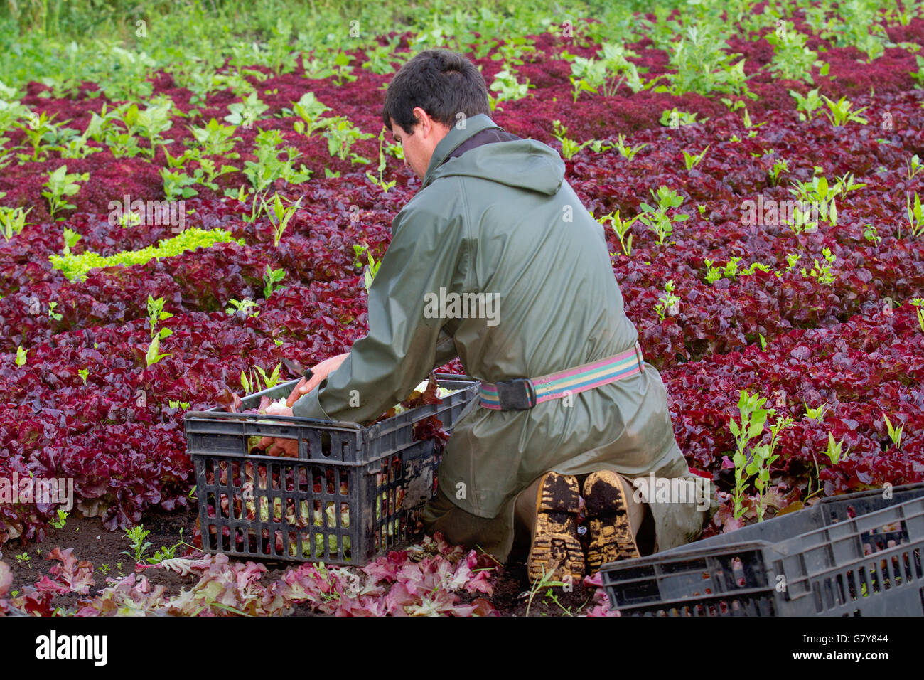 English workers breaking hi-res stock photography and images - Alamy