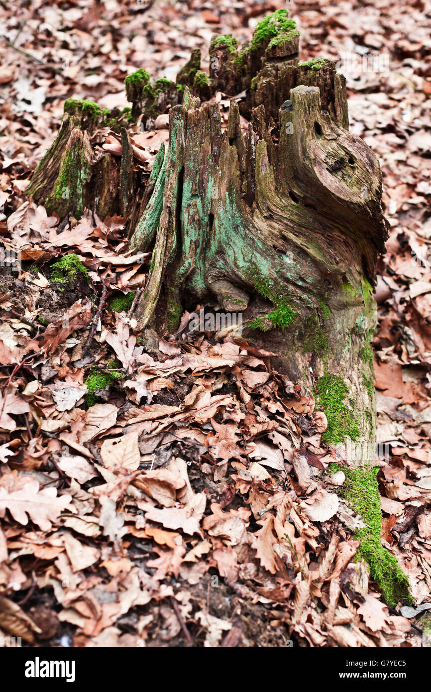 Overthrown tree hi-res stock photography and images - Alamy